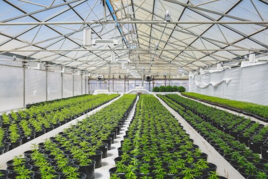 7 Environmental Parameters That Can Make or Break Cannabis Crop Success ...