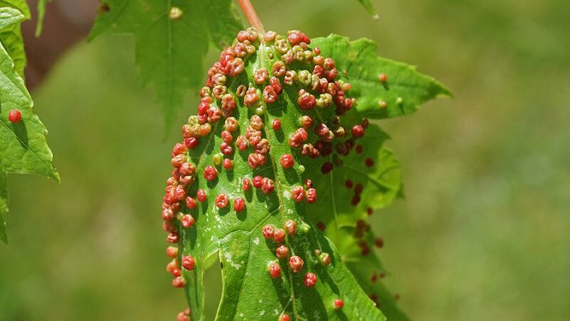 Watch for Signs of Eriophyid Mites in Your Greenhouse - Greenhouse Grower
