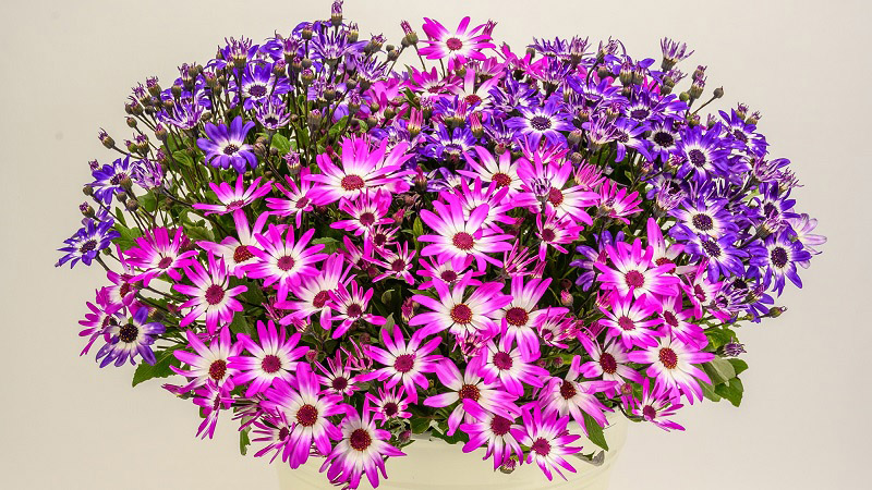 Time To Order Senetti Cuttings For Early Spring Crop - Greenhouse Grower