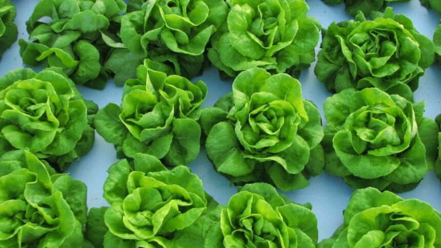 A Refresher on the Basics of Greenhouse Lettuce Production - Greenhouse ...