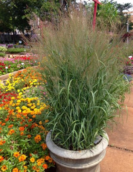 Ornamental Grasses Can Resolve Garden Challenges for Fall - Greenhouse ...