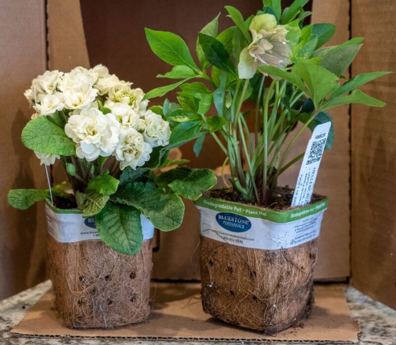 Compostable Pots Are an Emerging Need for Greenhouse Growers ...