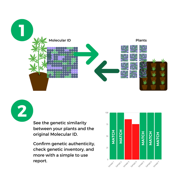 How Cannabis Genetics Validation Helps With Cultivar Identification ...