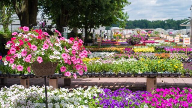 Why Gardening Is Here to Stay in the “New Normal” - Greenhouse Grower ...