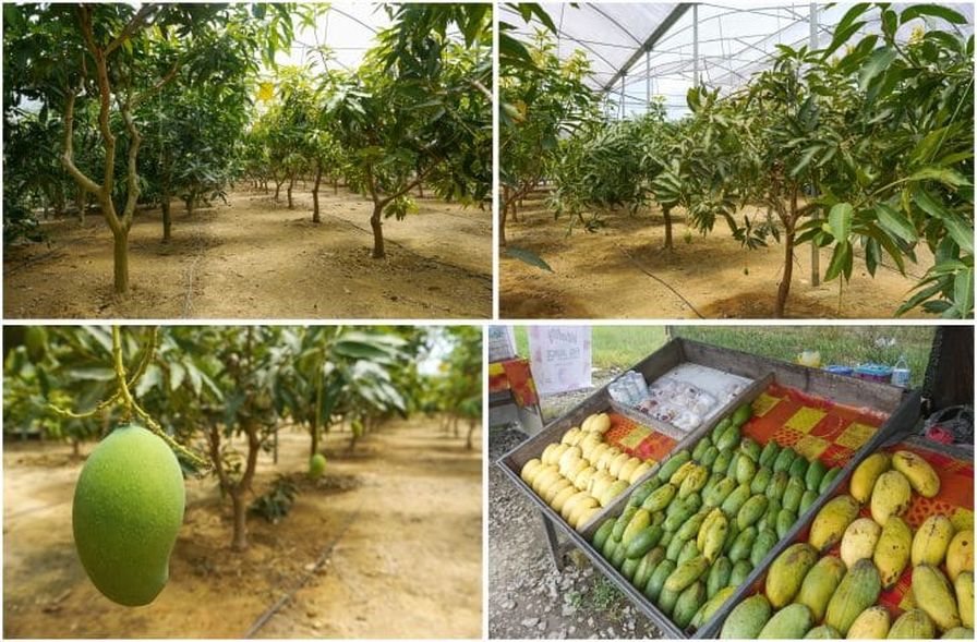 4 Unique Greenhouse Crops You May Not Have Considered - Greenhouse Grower
