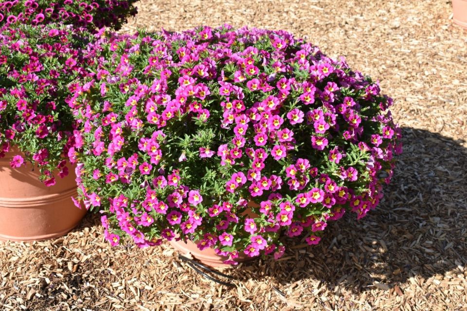 Calibrachoa Hula Hot Pink