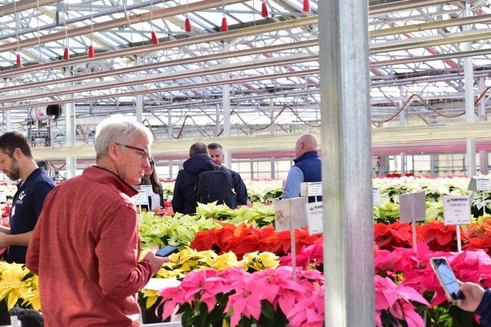 Plantpeddler Poinsettia Variety Day to Feature 160+ Varieties ...