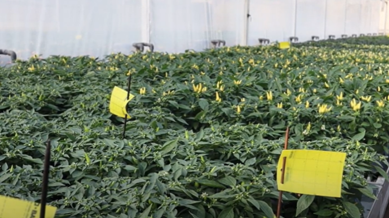 Expert Advice on How to Best Use Yellow Sticky Cards for Greenhouse ...