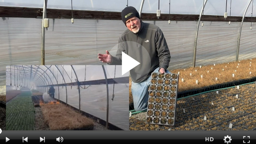 Video of the Week: The Benefits of Burning Grass Liners - Greenhouse Grower