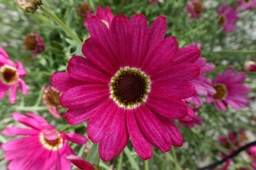 20 Viva Magenta Varieties to Consider for Your Greenhouse - Greenhouse ...