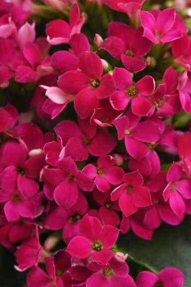 20 Viva Magenta Varieties to Consider for Your Greenhouse - Greenhouse ...