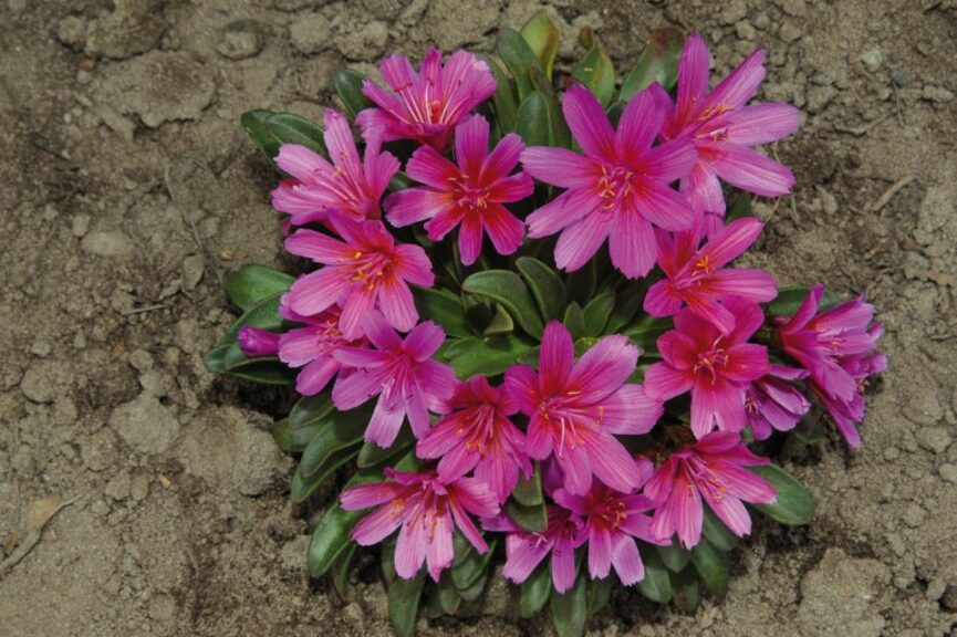 20 Viva Magenta Varieties to Consider for Your Greenhouse - Greenhouse ...