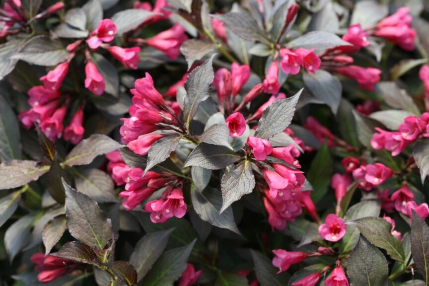 20 Viva Magenta Varieties to Consider for Your Greenhouse - Greenhouse ...