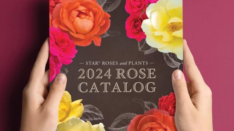 Star Roses and Plants Reveals Its 2024 Rose Catalog - Greenhouse Grower
