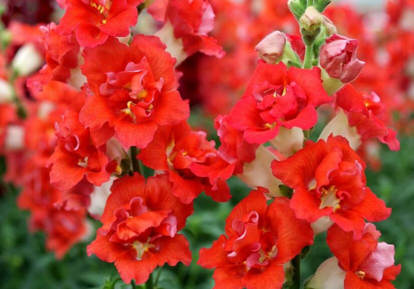California Spring Trials 2023 Preview: Breeders Show a Passion for Pink ...