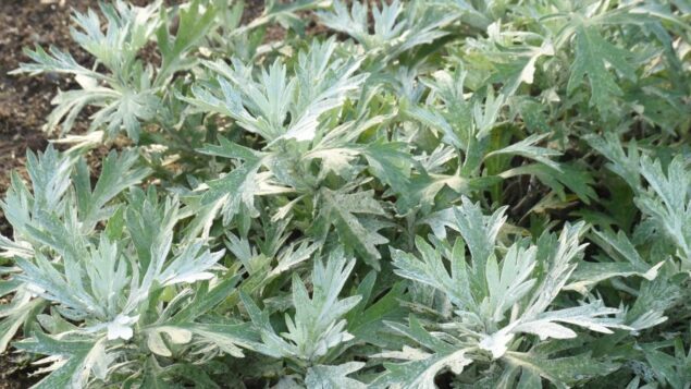 Proven Winners Introduces Its New Varieties for 2024 - Greenhouse Grower