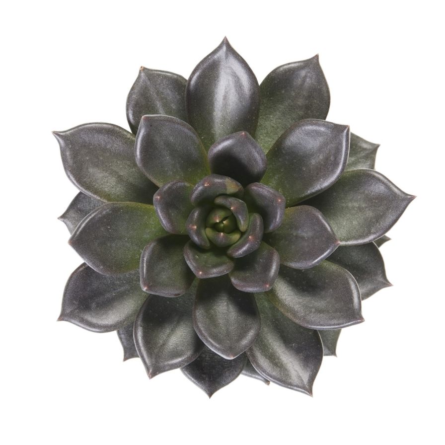 Dümmen Orange Bringing Succulent Production In-House - Greenhouse Grower