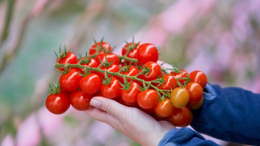 Long-Term Far-Red Light in Greenhouse Tomatoes Can Increase Yields ...