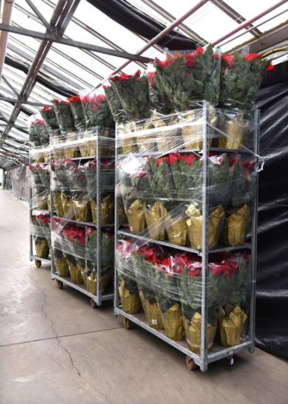 How to Meet Retail Specs for Poinsettias