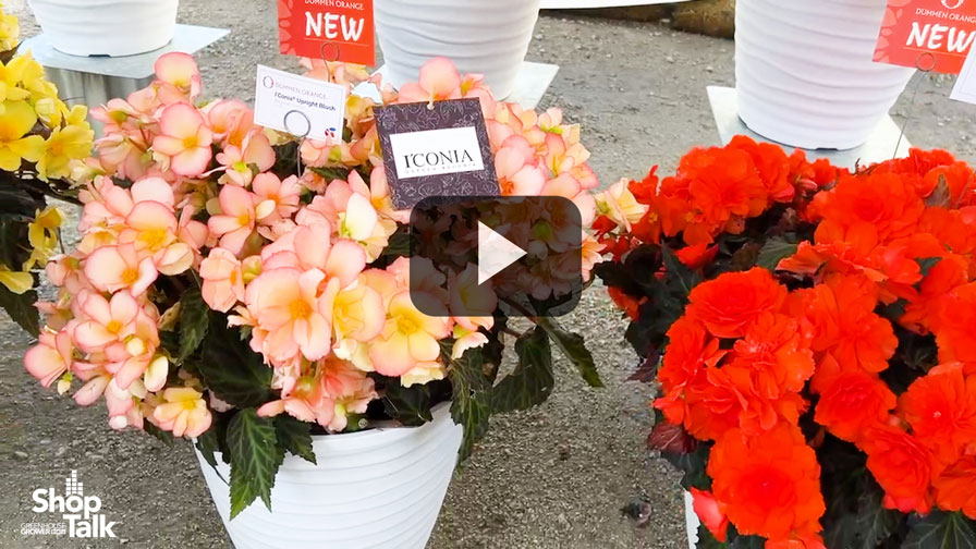 New Colors in the Dümmen Orange I’Conia Begonia Series (Video ...