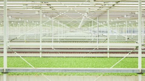 Little Leaf Farms Opens New Pennsylvania Greenhouse, Aims to Trademark ...