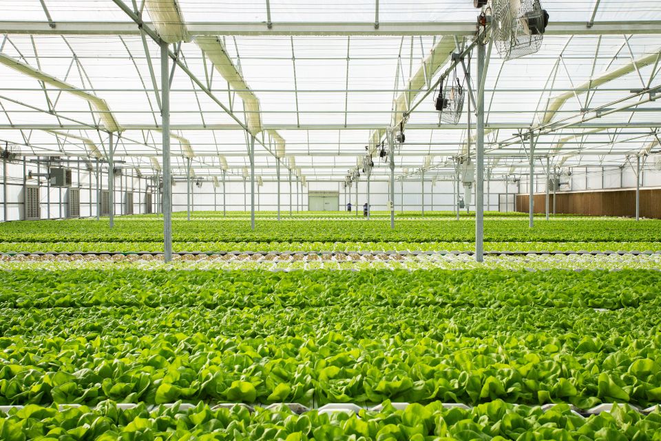 Lettuce Growing In Florida Aimed For New Inside Track - Greenhouse Grower
