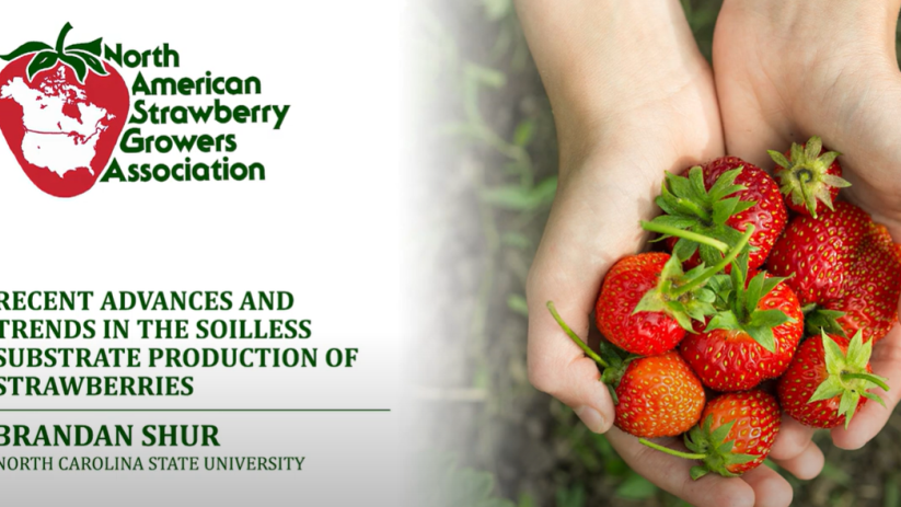 Trends in the Soilless Substrate Production of Strawberries (Video ...