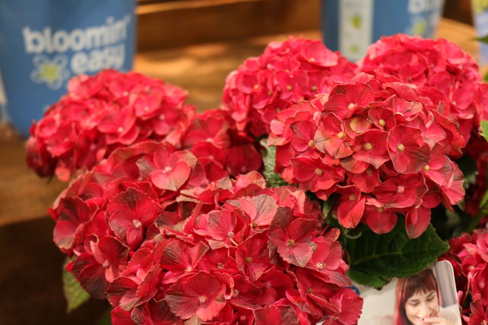 Bloomin’ Easy Gives Plant Lovers Augmented Reality Experience ...