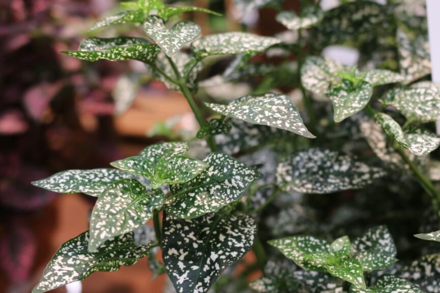 Highlights from the New Varieties Zone at Cultivate’23 - Greenhouse Grower