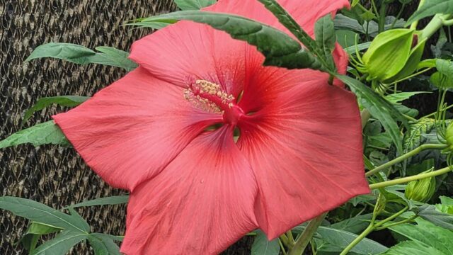 A New Frontier in Hardy Hibiscus Breeding - Greenhouse Grower