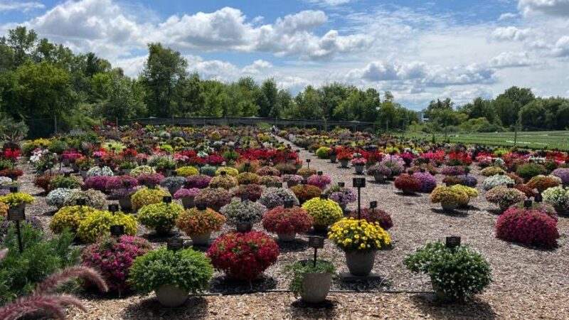 Michigan State Plant Experts Pick Their Favorites from Trials Across ...