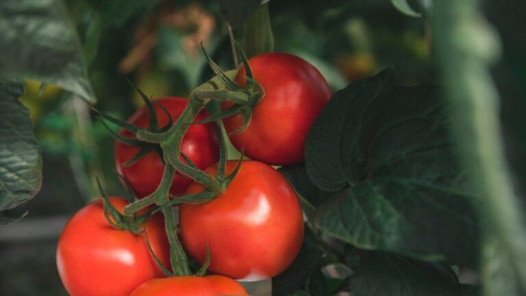 Greenhouse Produce Grower Pure Flavor Acquires Tomato Grower MightyVine ...