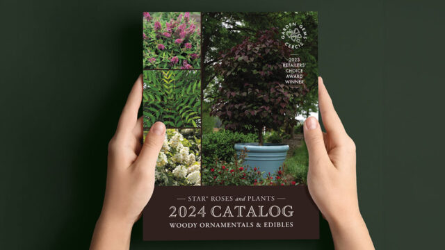 Star Roses Releases 2024 Woody Ornamentals & Edibles Catalog ...