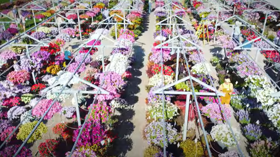 Video of the Week: Plantpeddler Variety Day 2023 - Greenhouse Grower