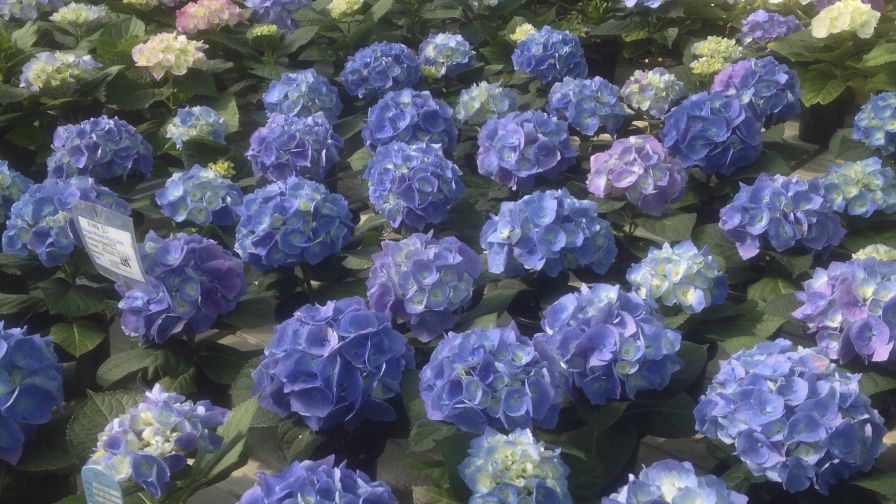 Hydrangea Production Pointers From Propagation to Finishing ...