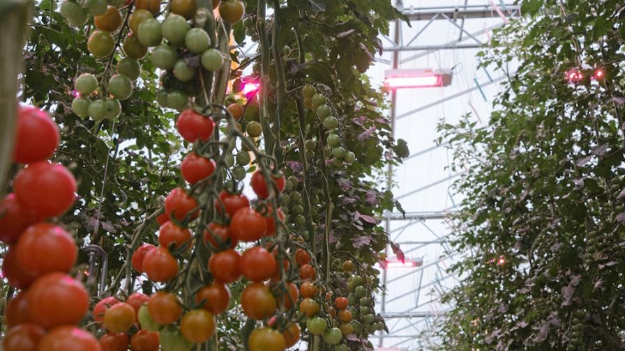 Think Far-Red Light Works in Greenhouse Tomatoes? Not So Fast ...