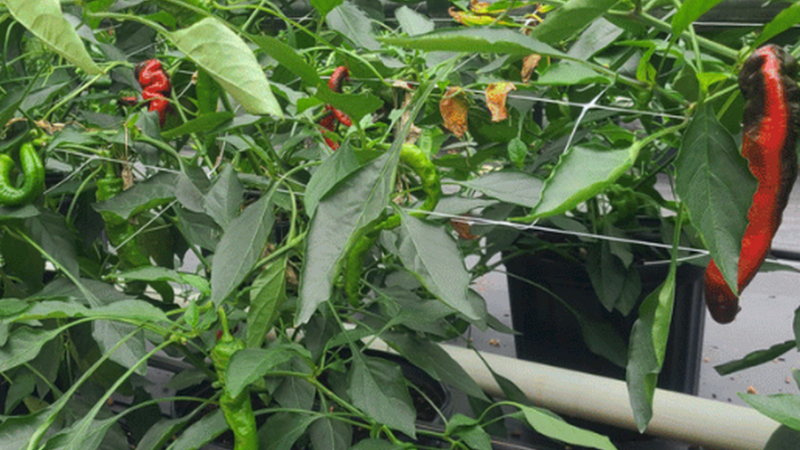 How One Long Island R&D Greenhouse Is Yielding Great Results ...