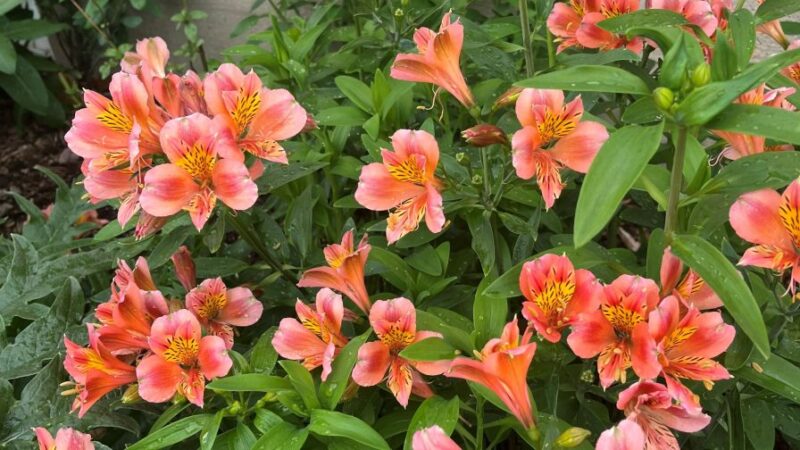 Cornell University Introduces New Alstroemeria for USDA Zone 5 ...