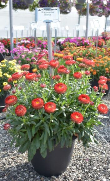 Heat Brings Challenges to Plantpeddler Trials, But Some Plants Stood ...