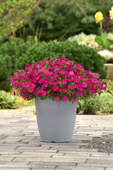 All-America Selections Names Eight New Award-Winning Varieties for 2024 ...