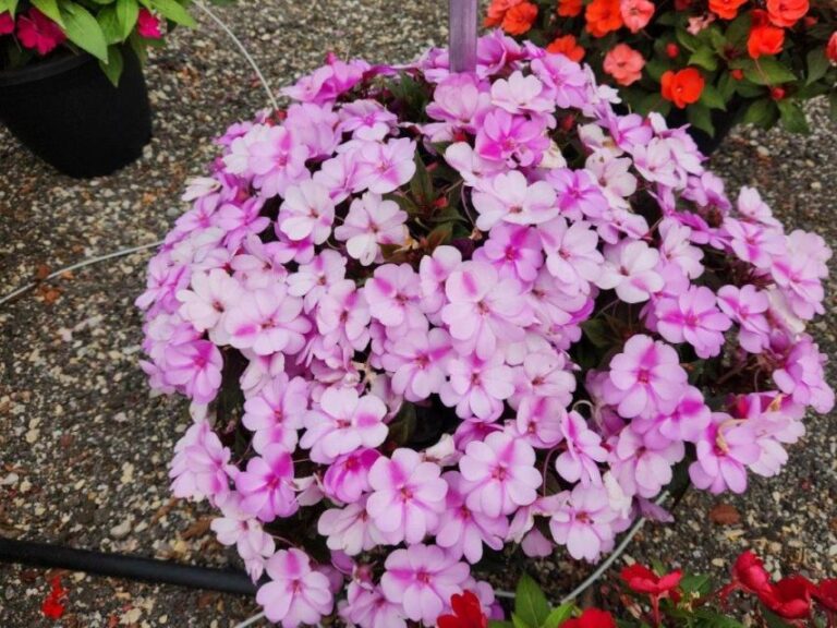 Heat Brings Challenges to Plantpeddler Trials, But Some Plants Stood ...