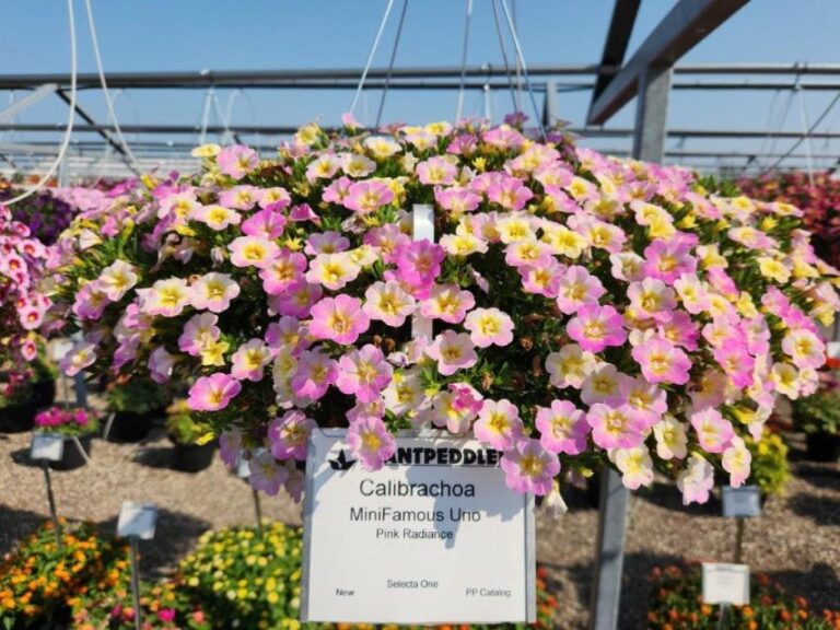 Heat Brings Challenges to Plantpeddler Trials, But Some Plants Stood ...