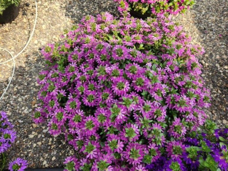 Heat Brings Challenges to Plantpeddler Trials, But Some Plants Stood ...