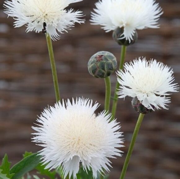 Meet National Garden Bureau’s 2024 Green Thumb Winners - Greenhouse Grower