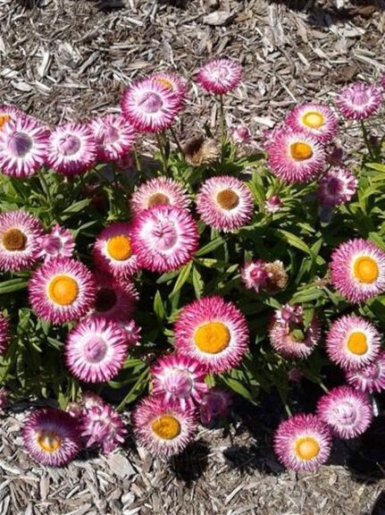 New Plants and Cut Flowers Highlight Raker-Roberta’s Summer Plant ...