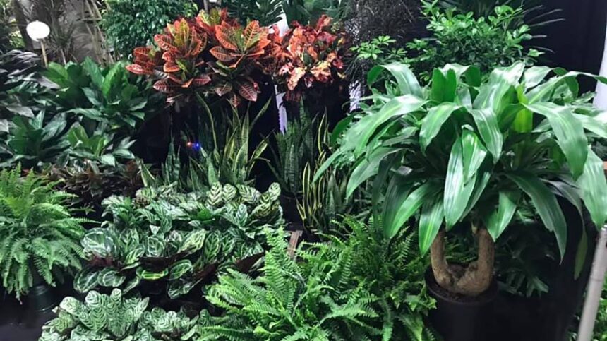 Why Tropical Plants Are On the Rise - Greenhouse Grower