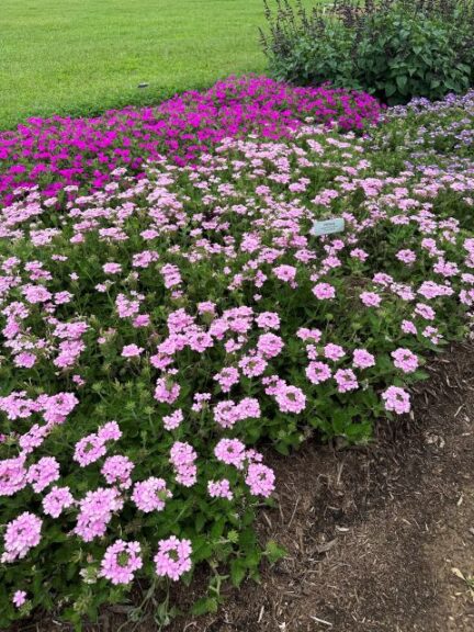 Highlights From the University of Tennessee’s Summer Plant Trials ...