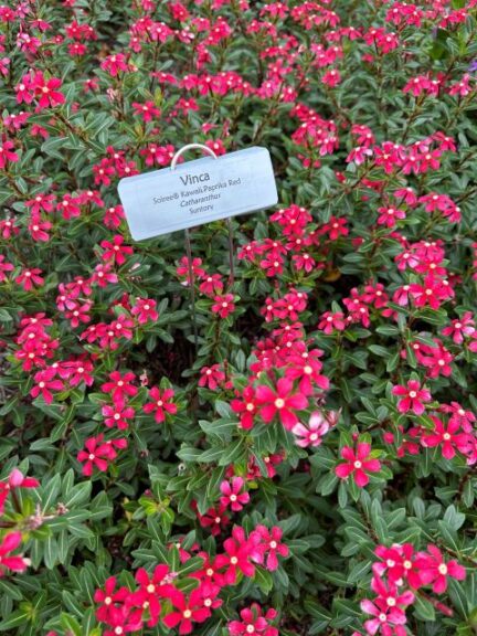 Highlights From the University of Tennessee’s Summer Plant Trials ...