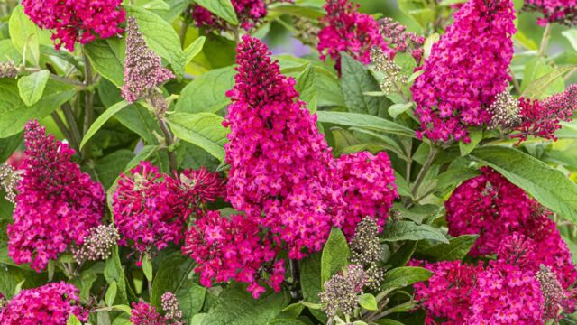 Plant Development Services Varieties on Display at MANTS 2024 ...