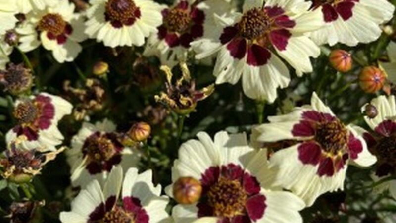Two Gold Medal-Winning Plants From Fleuroselect - Greenhouse Grower